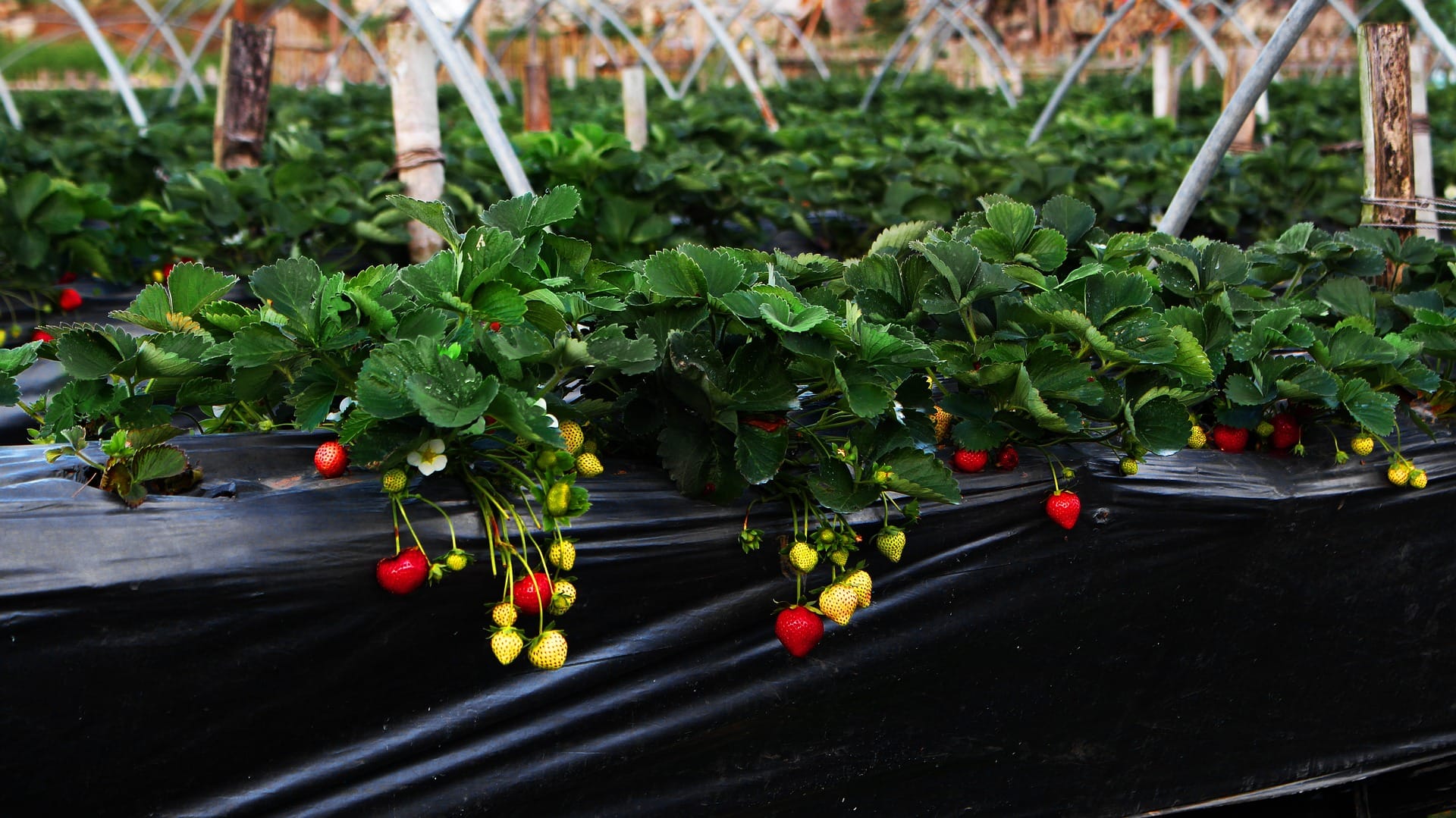 FruitCast - AI Enabled Crop Forecasting